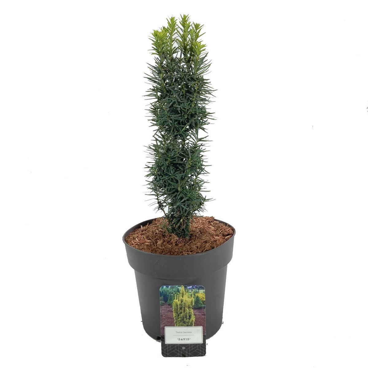 Taxus baccata 'David' — Plant Wholesale FlorAccess
