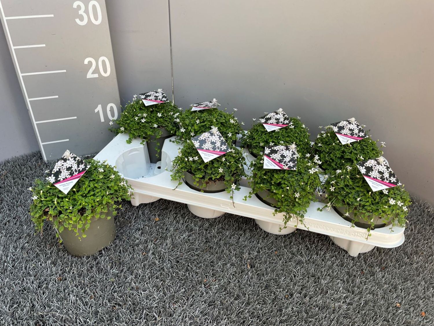 Isotoma axillaris MIX — Plant Wholesale FlorAccess
