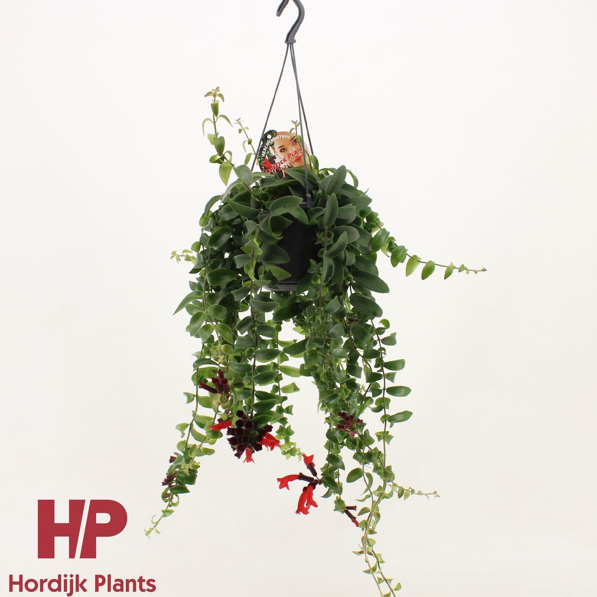 Aeschynanthus 'Rasta' — Plant Wholesale FlorAccess