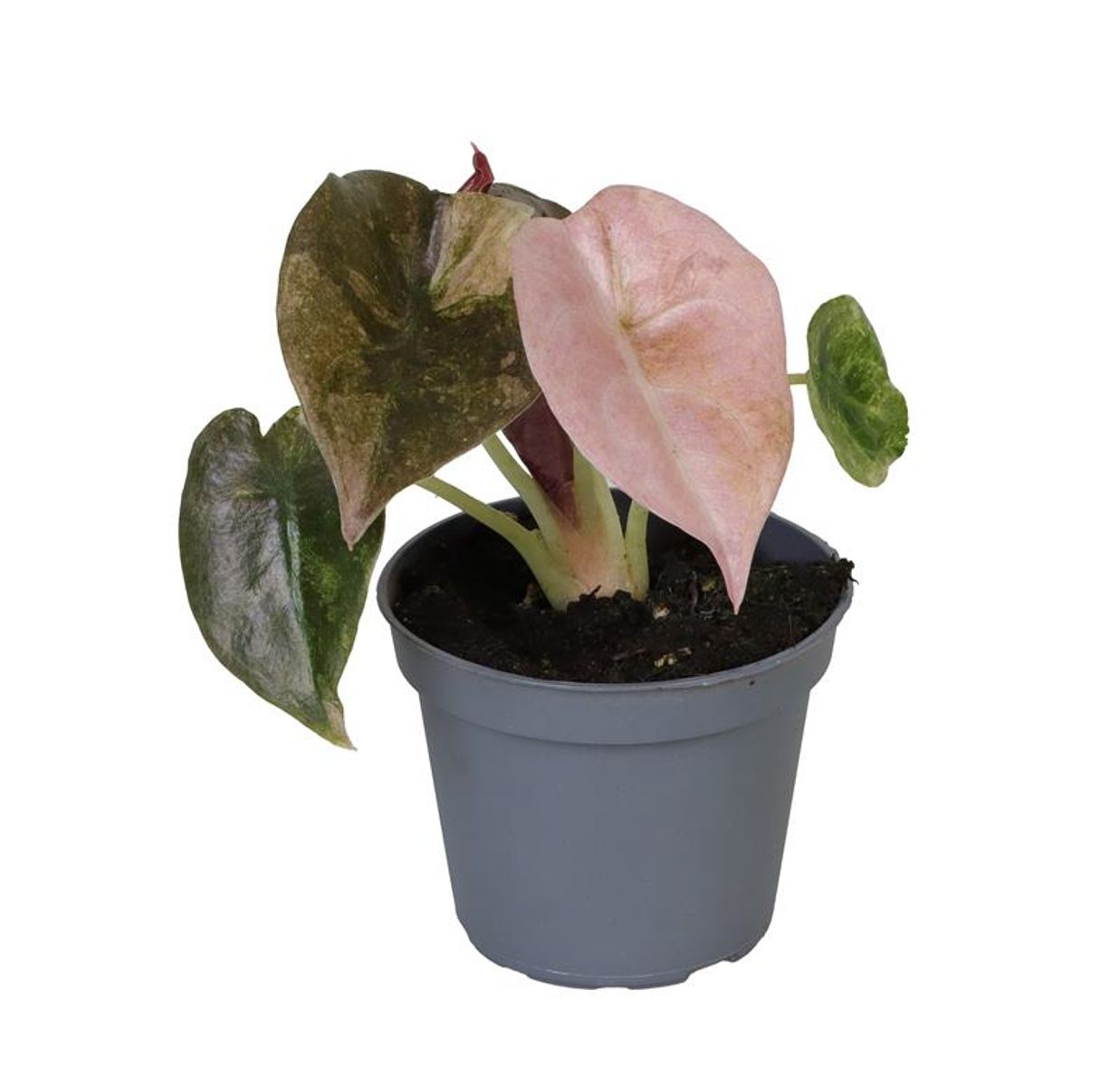 Alocasia cuprea 'Red Secret Variegata' — Plant Wholesale FlorAccess