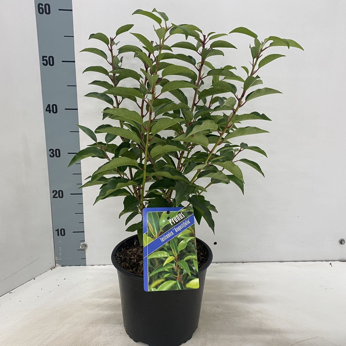 Prunus lusitanica 'Angustifolia' — Рослини оптом FlorAccess