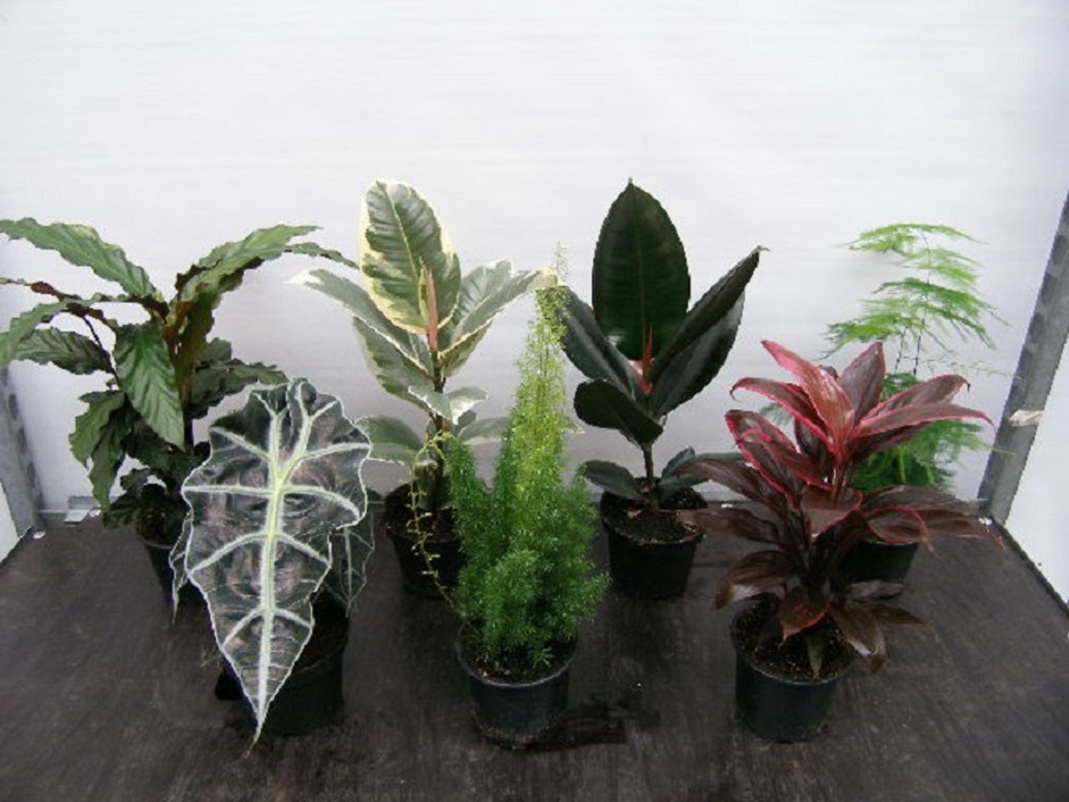 Houseplants MIX — Plant Wholesale FlorAccess