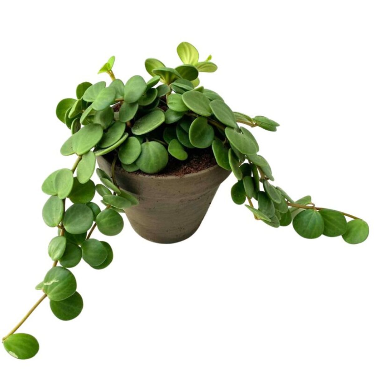 Peperomia tetraphylla 'Hope' — Plant Wholesale FlorAccess