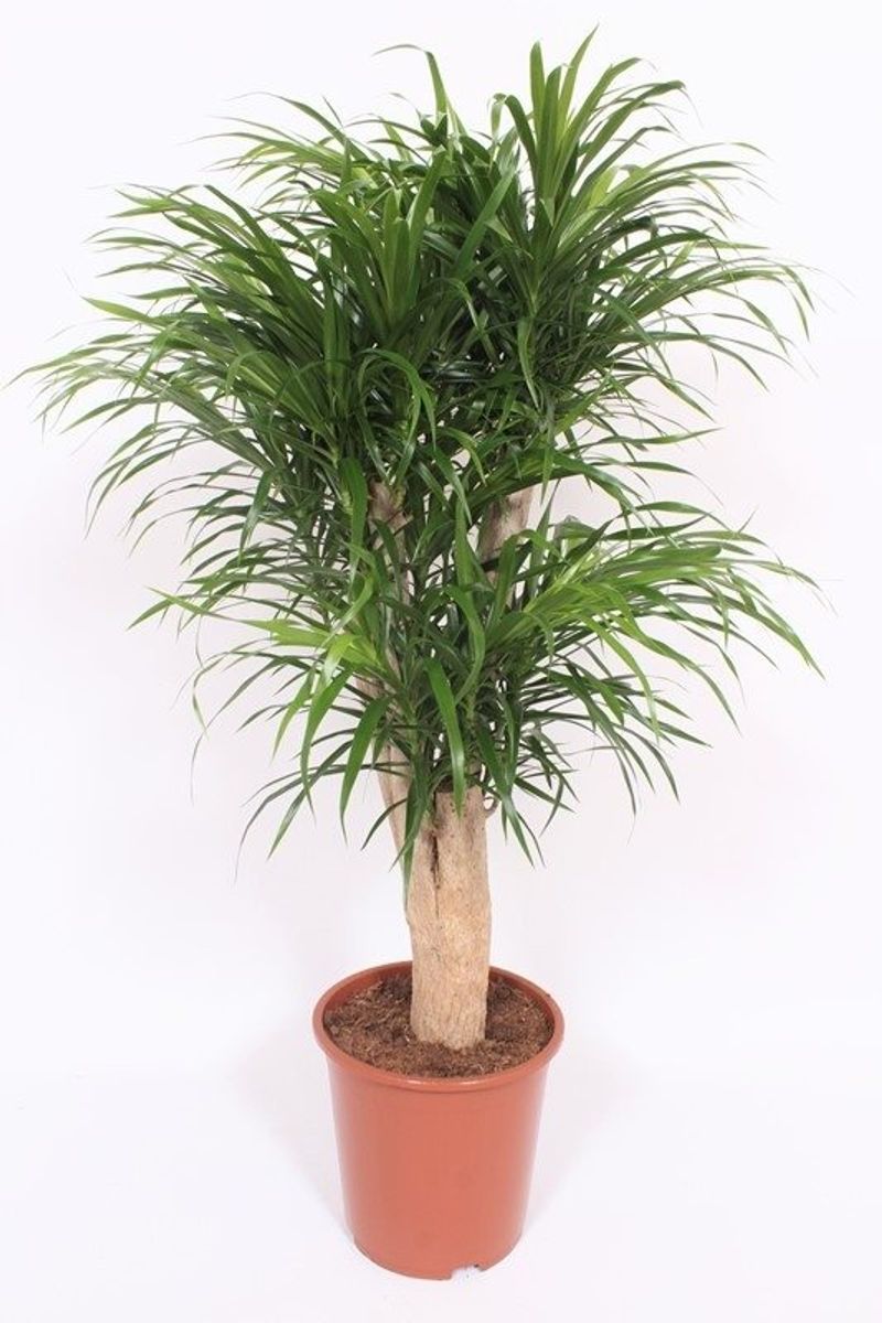 Dracaena reflexa 'Anita' — Plant Wholesale FlorAccess