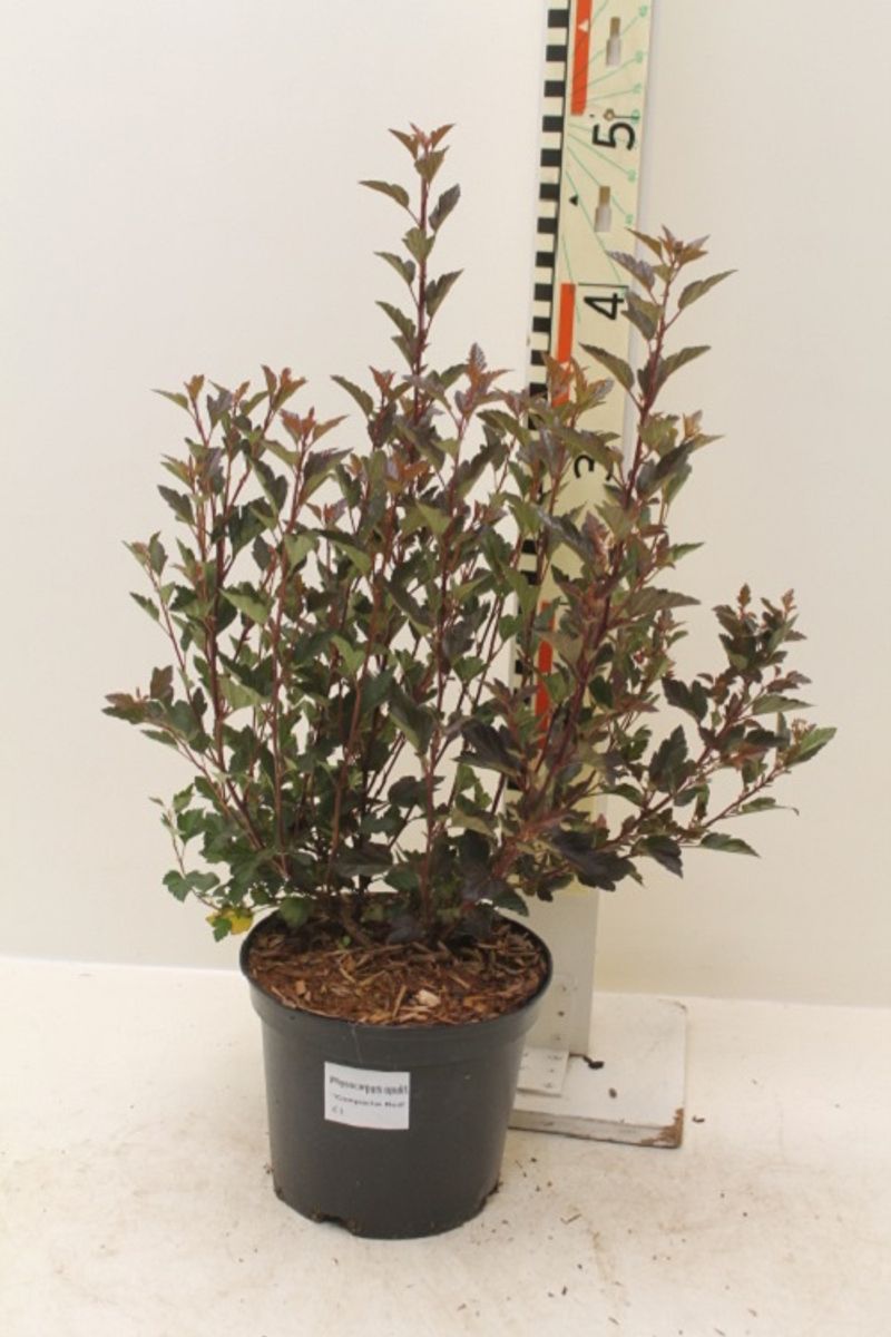 Physocarpus opulifolius 'Compacta Red' — Plant Wholesale FlorAccess