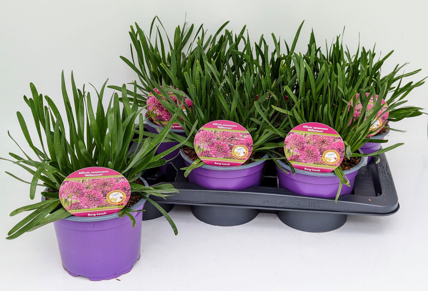 Allium 'Millenium' — Plant Wholesale FlorAccess