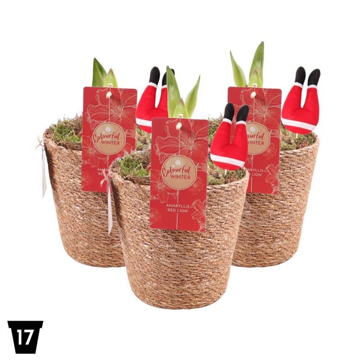 Hippeastrum 'Red Lion' — Plant Wholesale FlorAccess