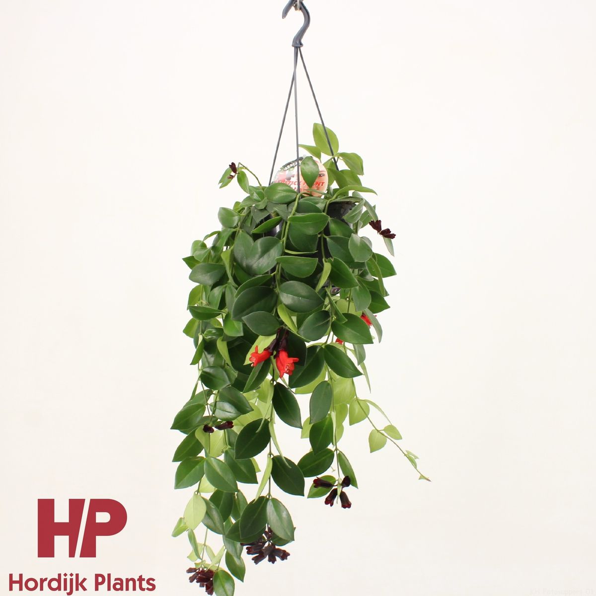 Aeschynanthus 'Mona Lisa' — Plant Wholesale FlorAccess