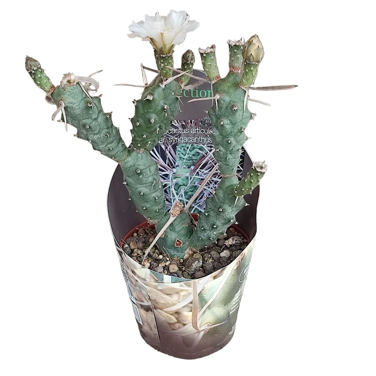 Tephrocactus articulatus syringacanthus — Plant Wholesale FlorAccess