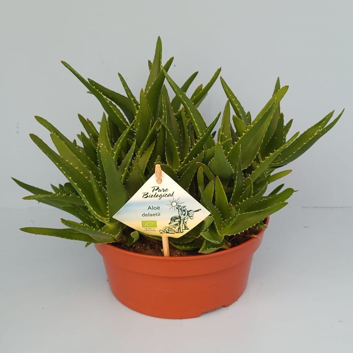 Aloe x delaetii — Plant Wholesale FlorAccess