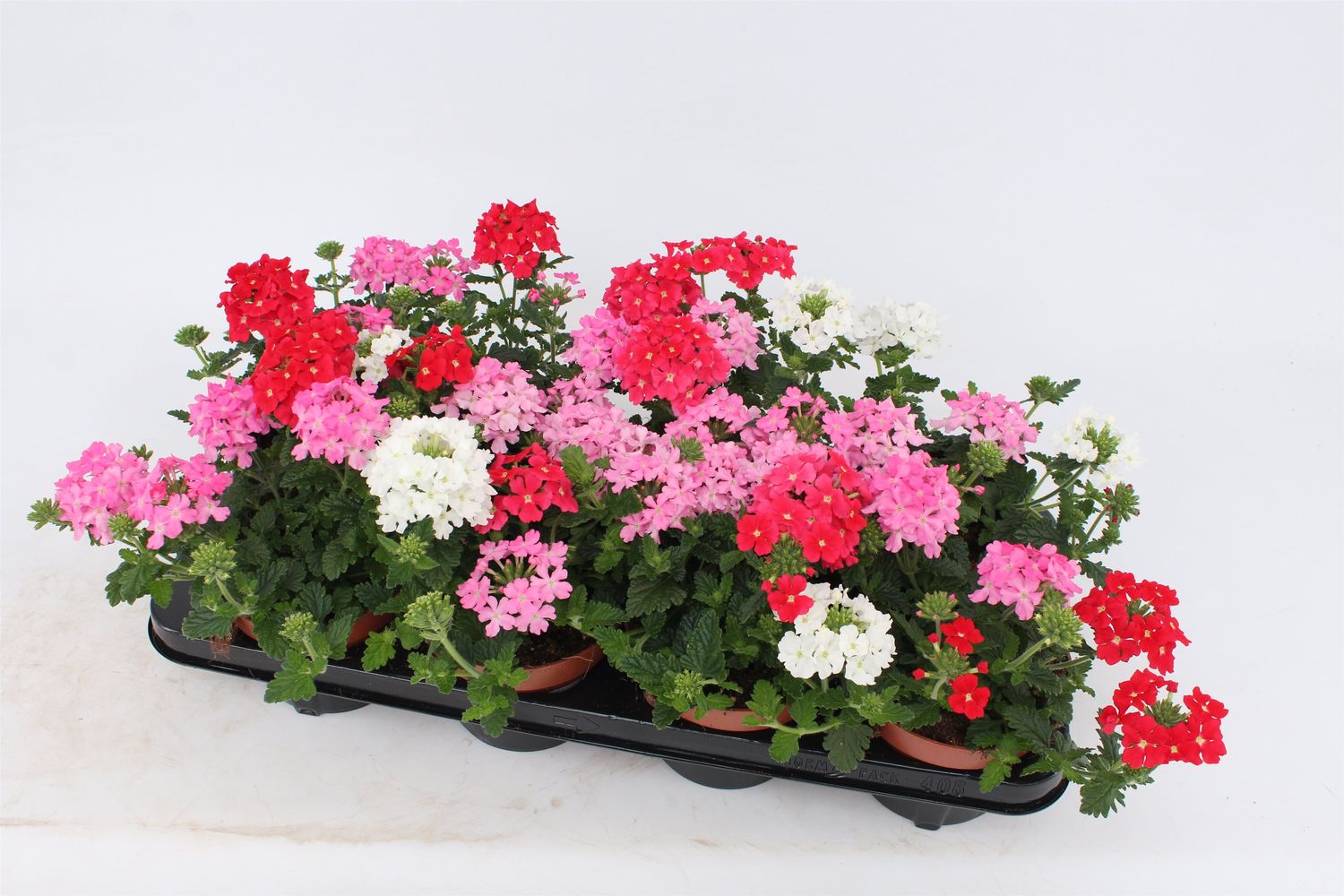Verbena MIX IN POT — Plant Wholesale FlorAccess