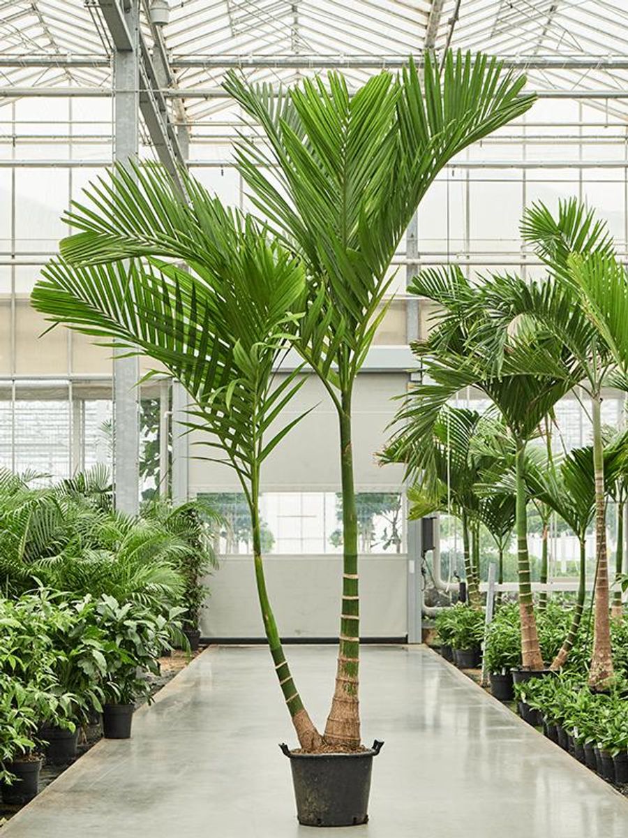 Areca catechu — Plant Wholesale FlorAccess