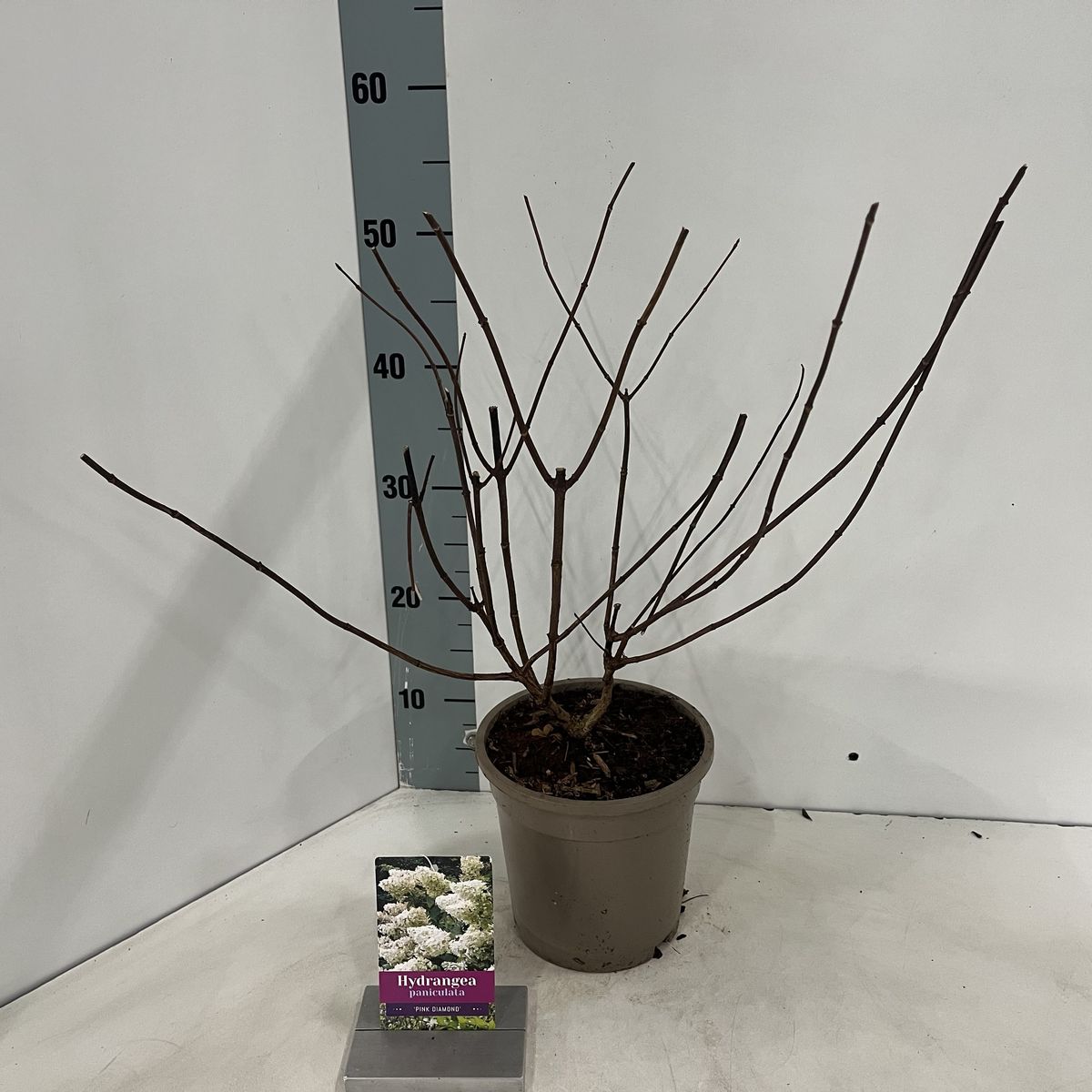 Hydrangea paniculata 'Pink Diamond' — Plant Wholesale FlorAccess