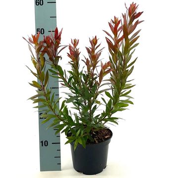 Callistemon 'Red Rocket' — Plant Wholesale FlorAccess