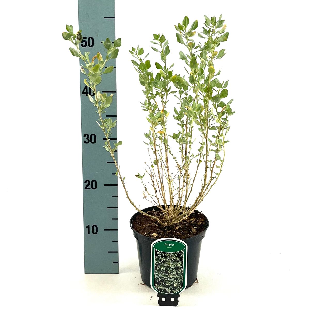Atriplex halimus — Plant Wholesale FlorAccess