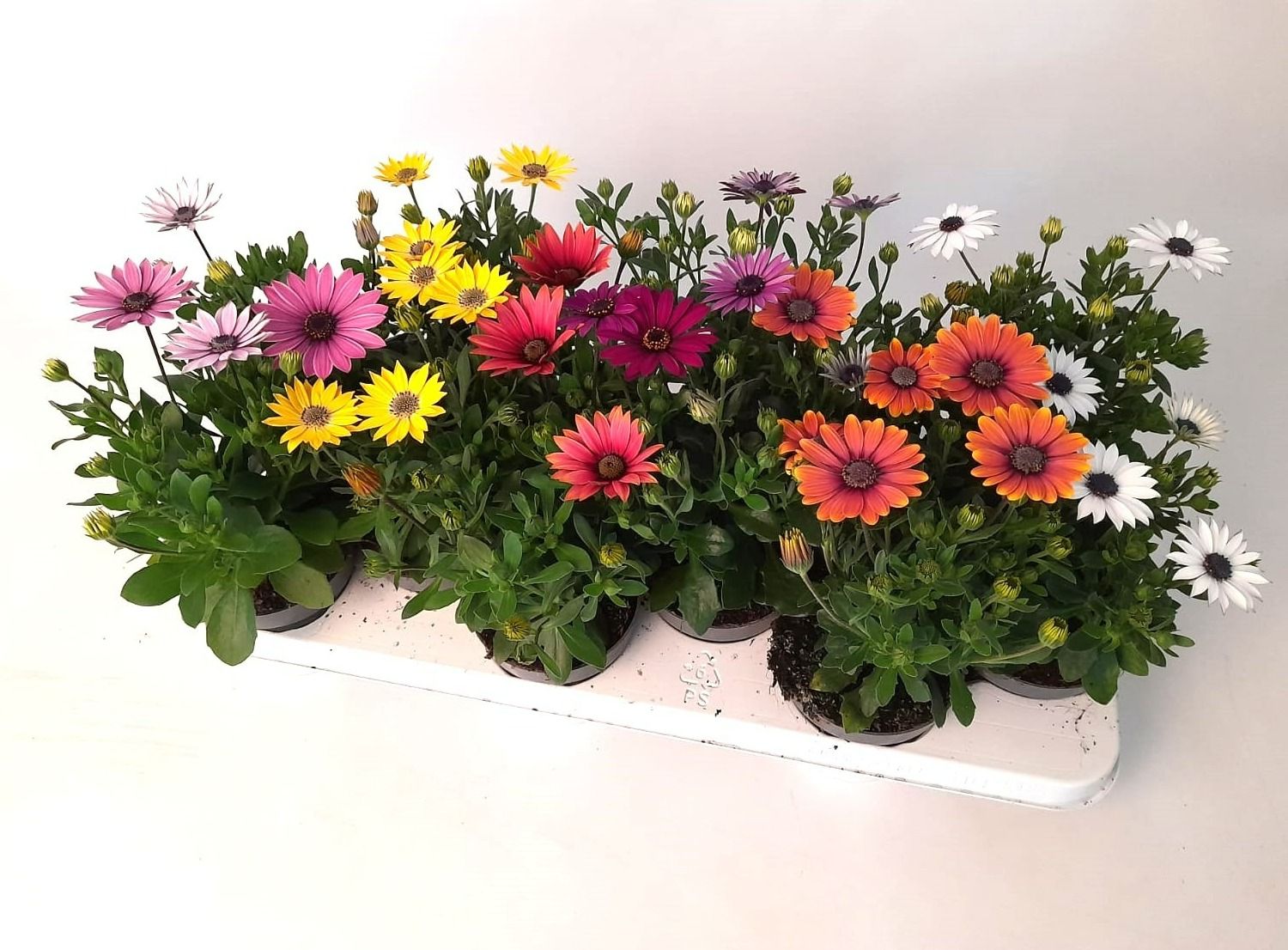 Osteospermum MIX — Plant Wholesale FlorAccess