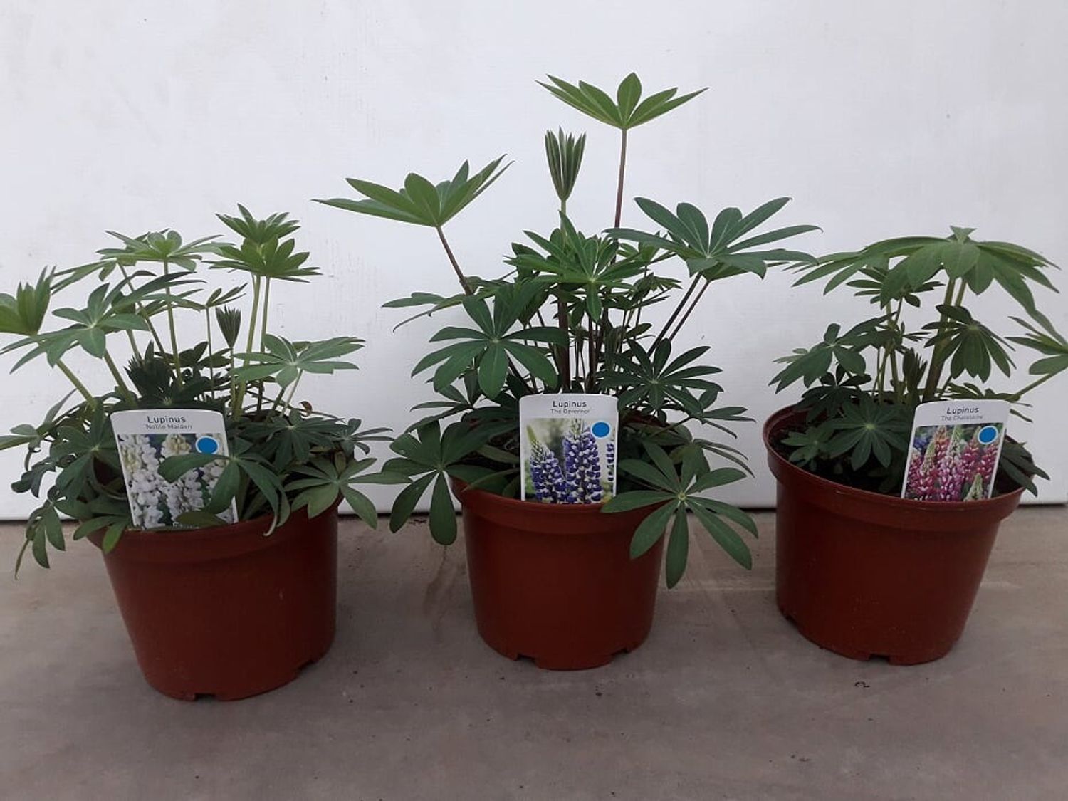 Lupinus 'Russell Hybrids MIX' — Plant Wholesale FlorAccess