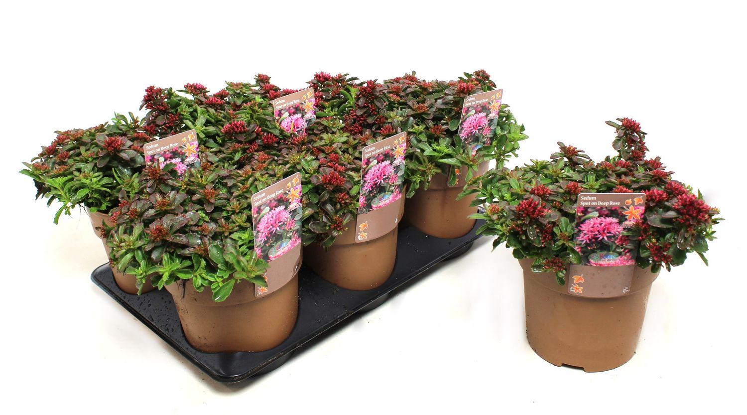 Sedum spurium SPOT ON DEEP ROSE — Grossiste en Plantes FlorAccess
