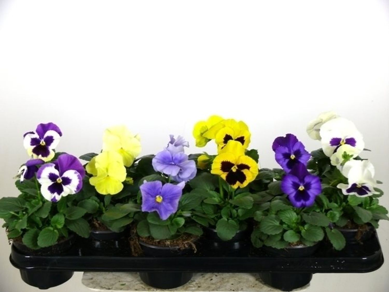 Viola x wittrockiana MIX — Plant Wholesale FlorAccess