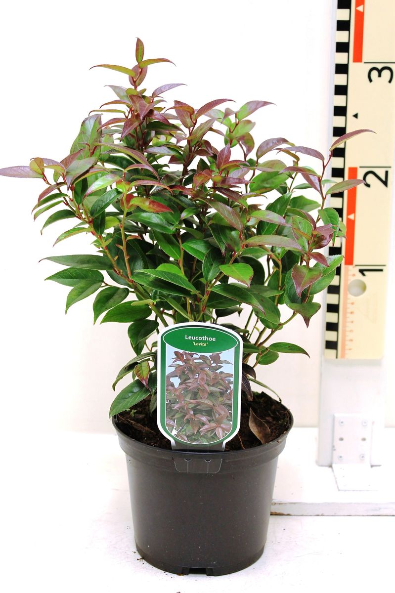 Leucothoe LOVITA — Plant Wholesale FlorAccess