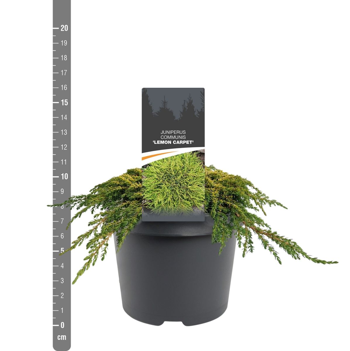 Juniperus communis 'Lemon Carpet' — Plant Wholesale FlorAccess