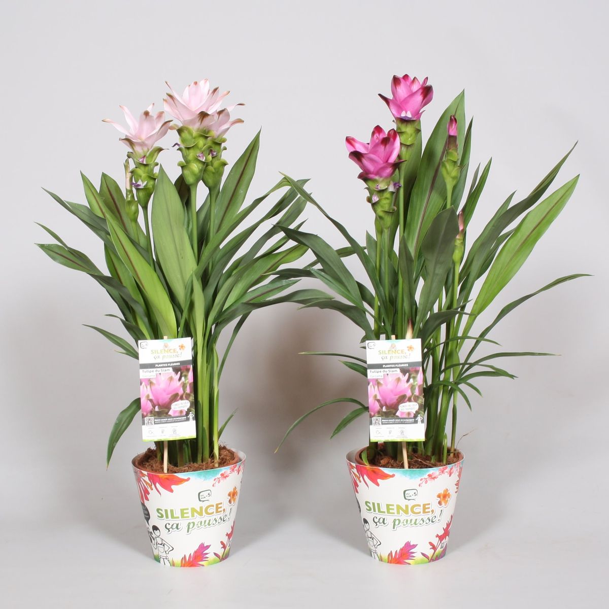 Curcuma MIX — Plant Wholesale FlorAccess