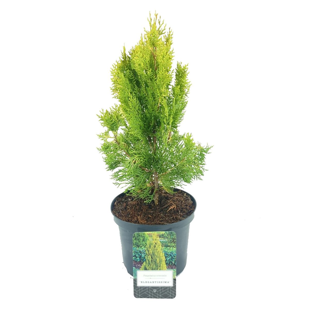 Platycladus orientalis 'Elegantissima' — Plant Wholesale FlorAccess