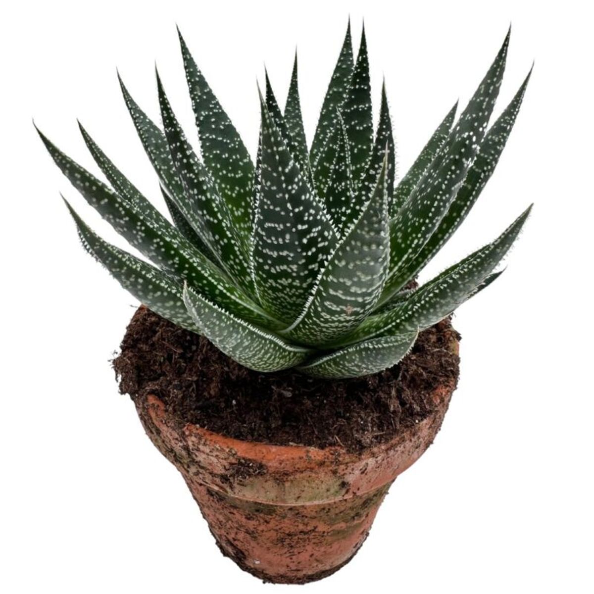 x Gasteraloe beguinii — Plant Wholesale FlorAccess