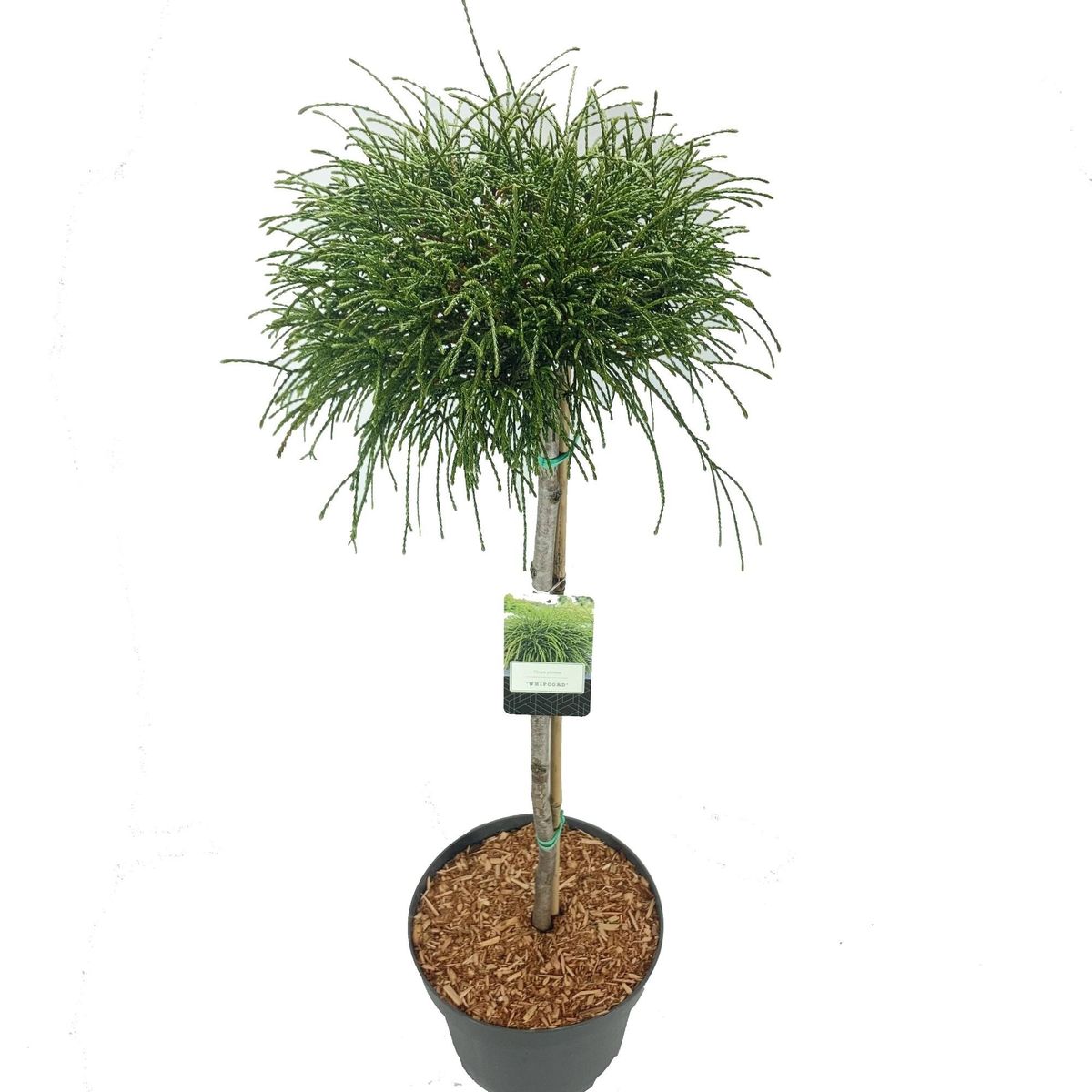 Thuja plicata 'Whipcord' — Plant Wholesale FlorAccess
