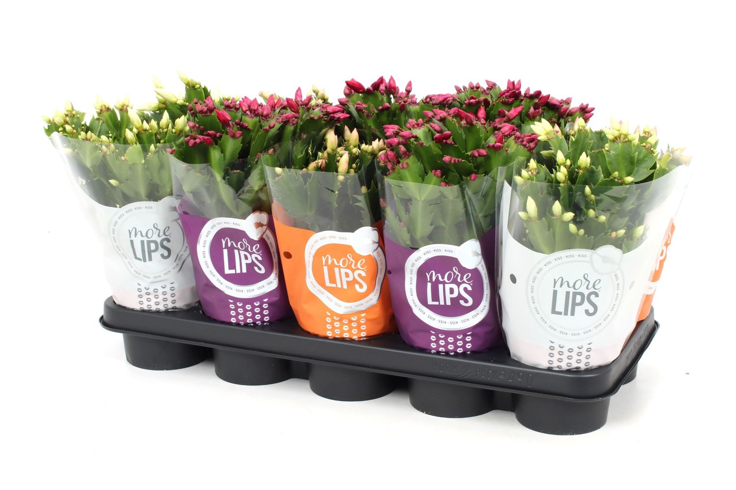 Schlumbergera FLAME MIX — Plant Wholesale FlorAccess