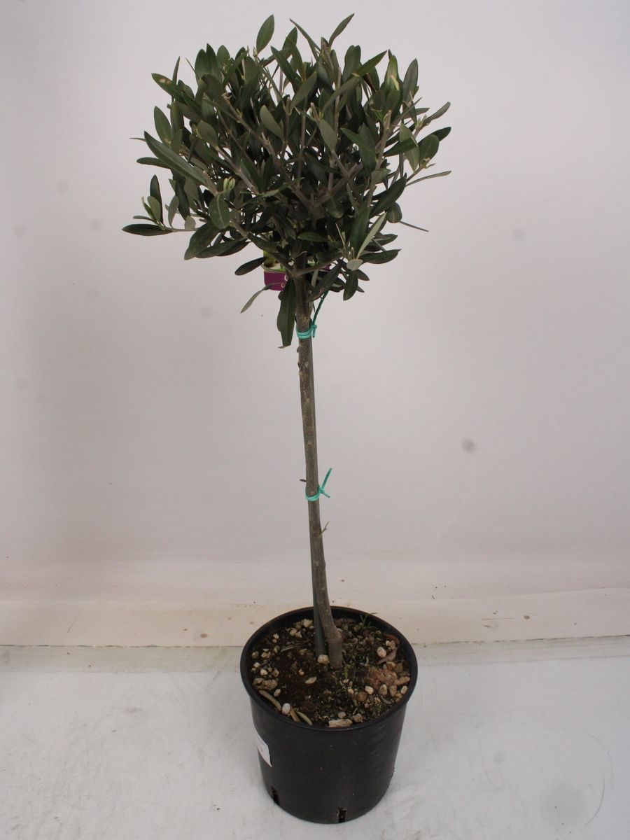 Olea europaea — Plant Wholesale FlorAccess
