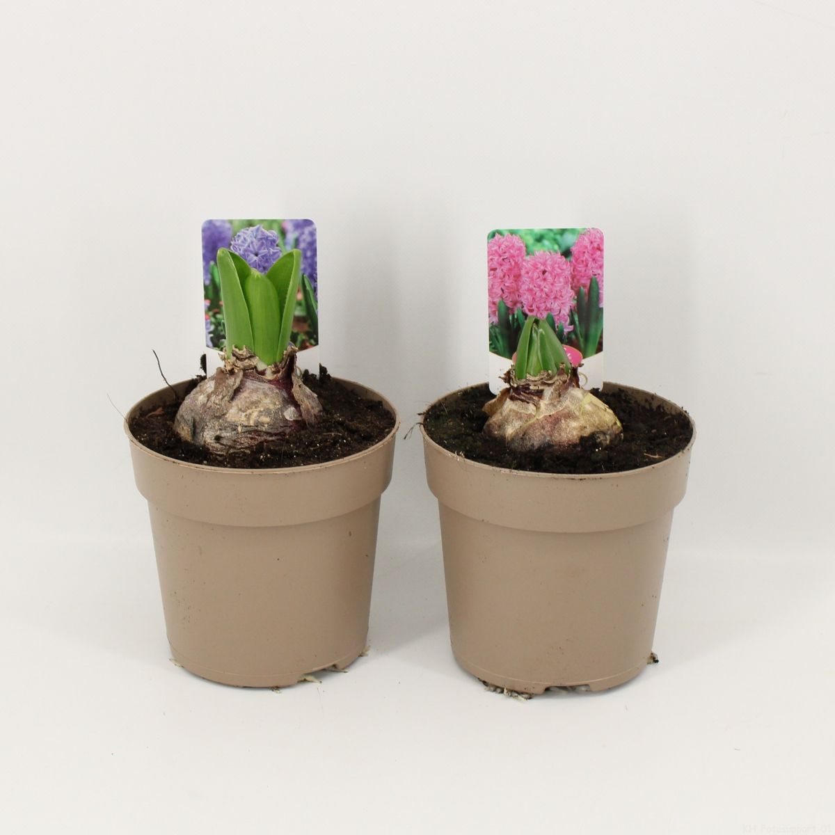 Hyacinthus orientalis MIX — Plant Wholesale FlorAccess