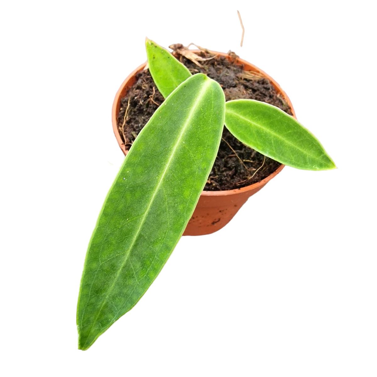 Anthurium warocqueanum — Plant Wholesale FlorAccess
