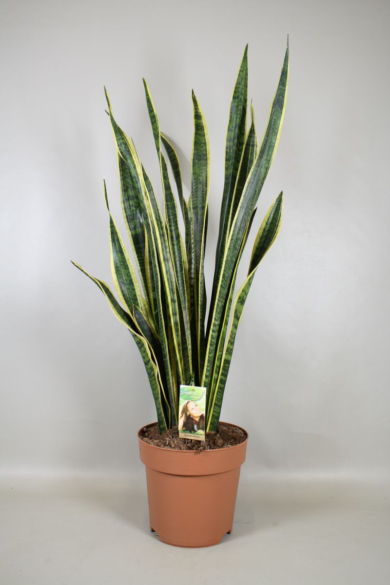 Sansevieria trifasciata 'Laurentii' — Plant Wholesale FlorAccess
