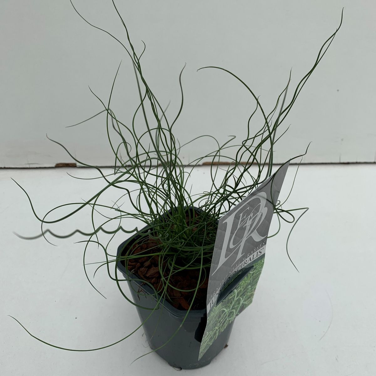 Juncus effusus spiralis — Plant Wholesale FlorAccess