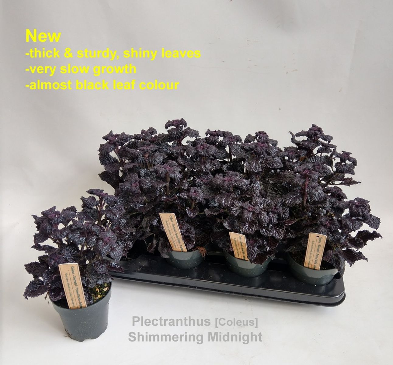 Plectranthus 'Shimmering Midnight' — Plant Wholesale FlorAccess