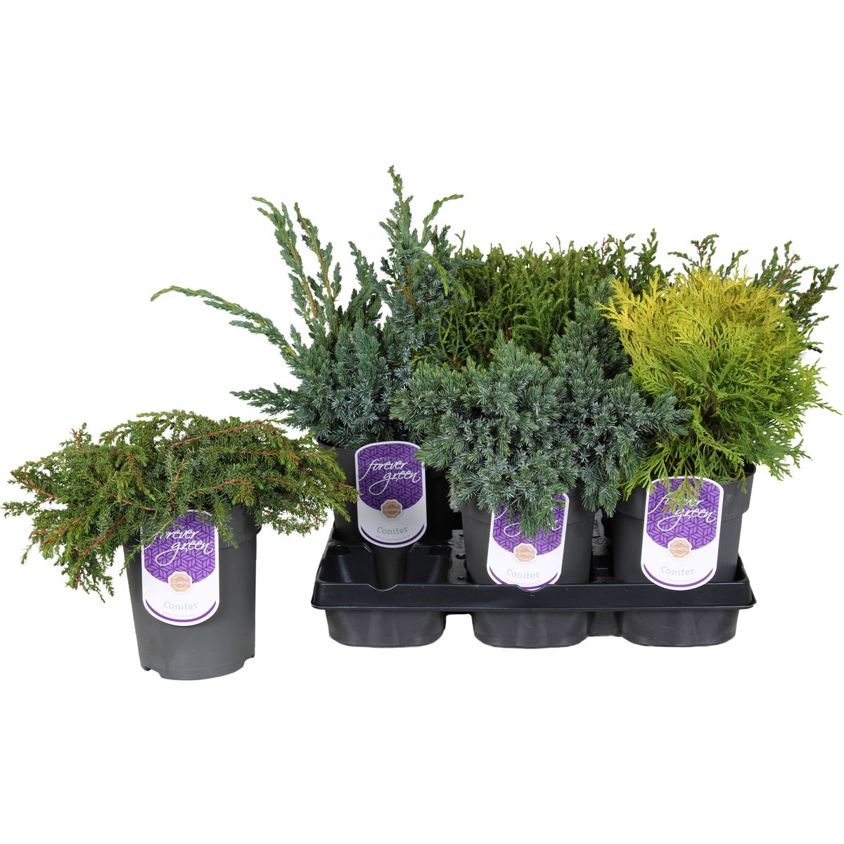 Conifers MIX — Plant Wholesale FlorAccess