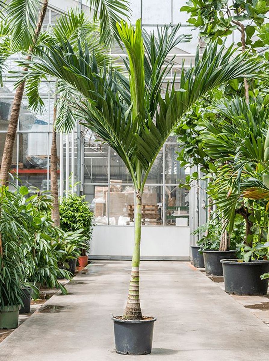 Adonidia merrillii — Toptan Bitki Satışı FlorAccess