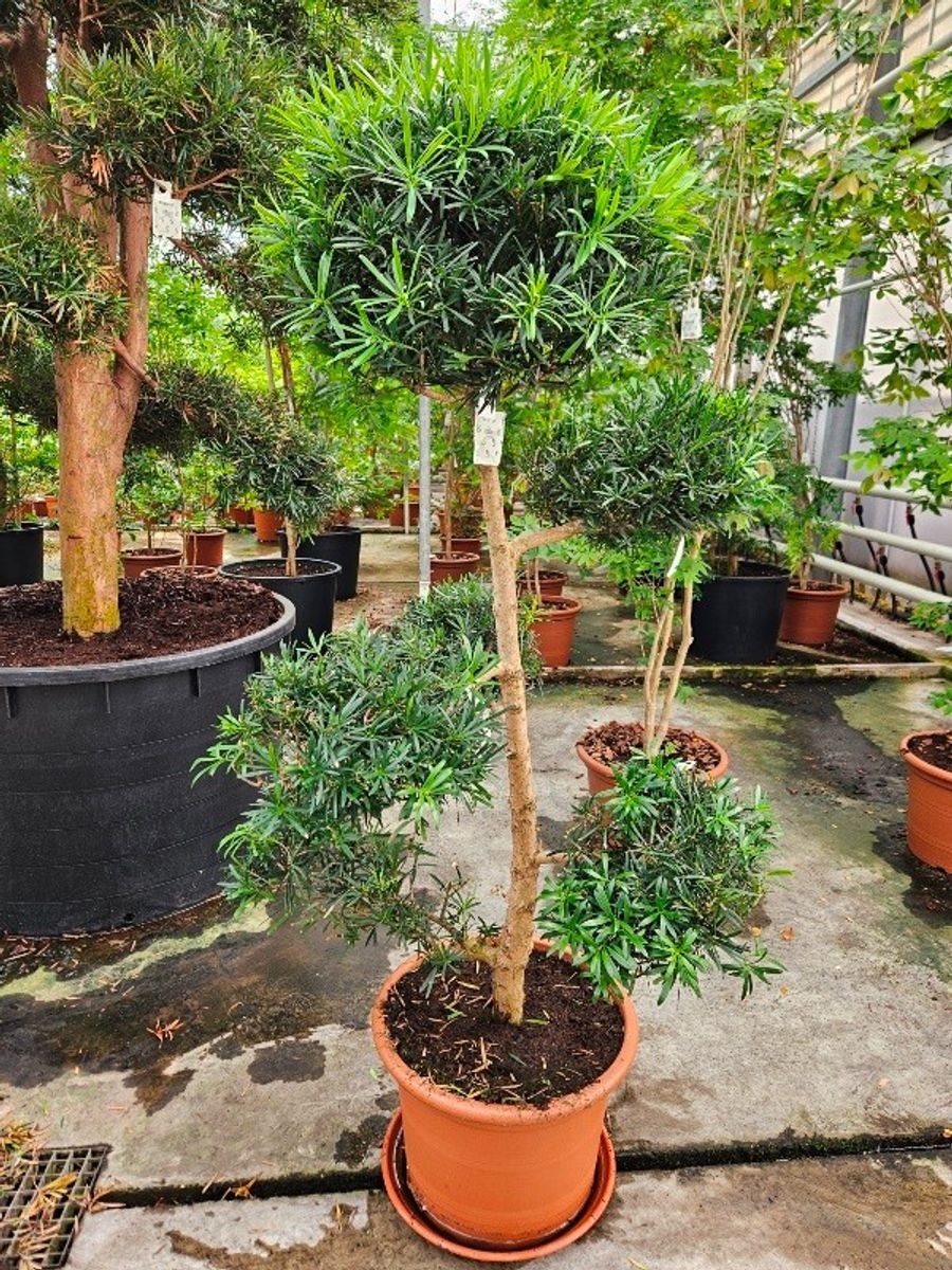 Podocarpus macrophyllus — Plant Wholesale FlorAccess