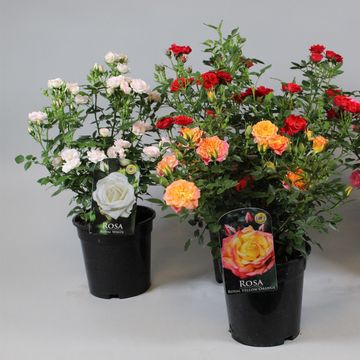 Rosa MIX — Plant Wholesale FlorAccess