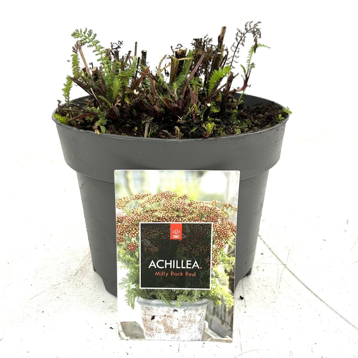 Achillea millefolium MILLY ROCK RED — Plant Wholesale FlorAccess