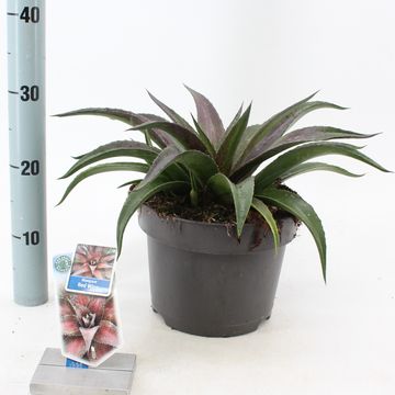 x Mangave 'Red Wing' — Plant Wholesale FlorAccess