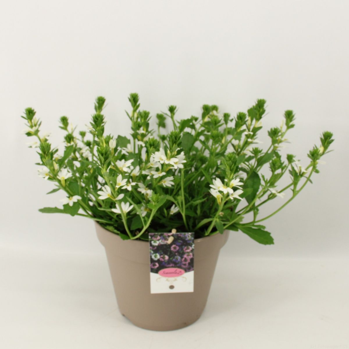 Scaevola aemula WHITE TOUCH — Plant Wholesale FlorAccess