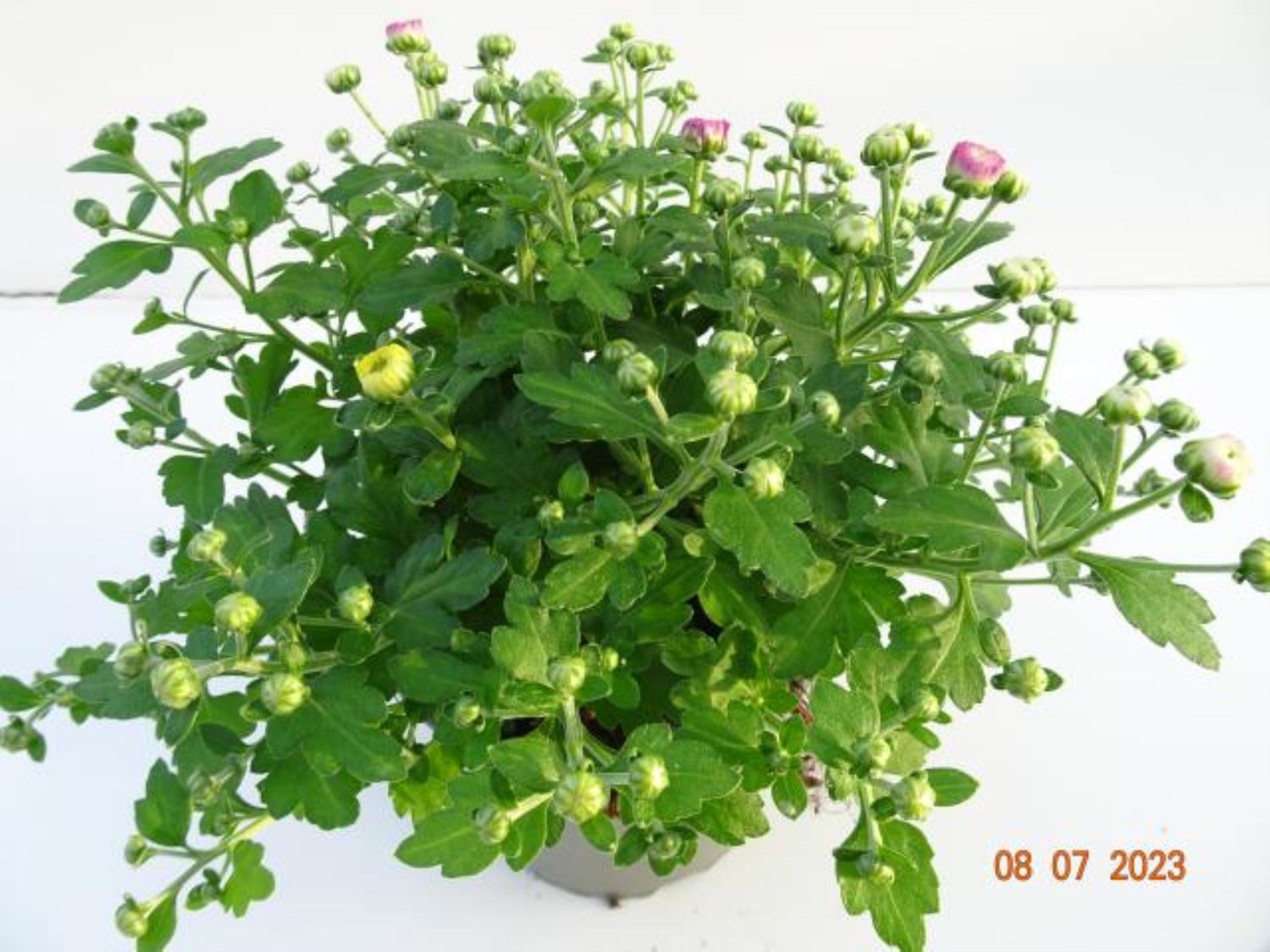 Chrysanthemum GIGI MIX IN POT — Рослини оптом FlorAccess