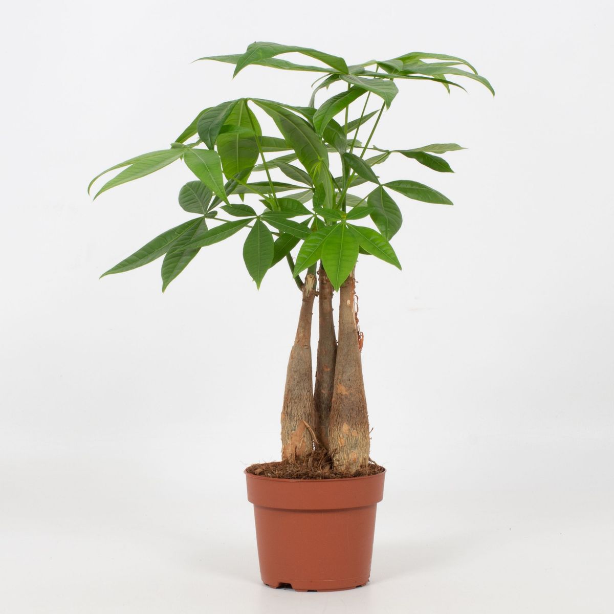 Pachira aquatica — Växter grossist FlorAccess