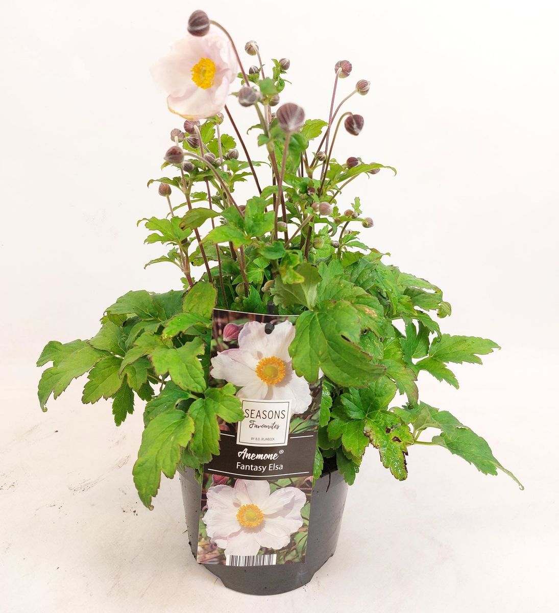 Anemone hupehensis FANTASY ELSA — Plant Wholesale FlorAccess