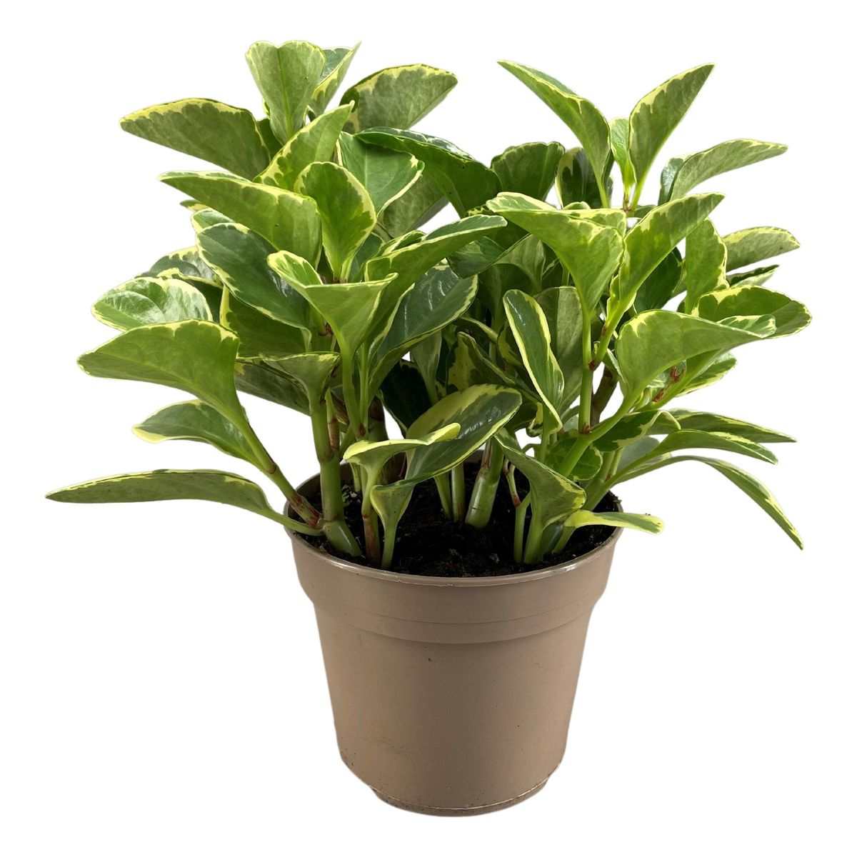 Peperomia obtusifolia 'Variegata' — Plant Wholesale FlorAccess