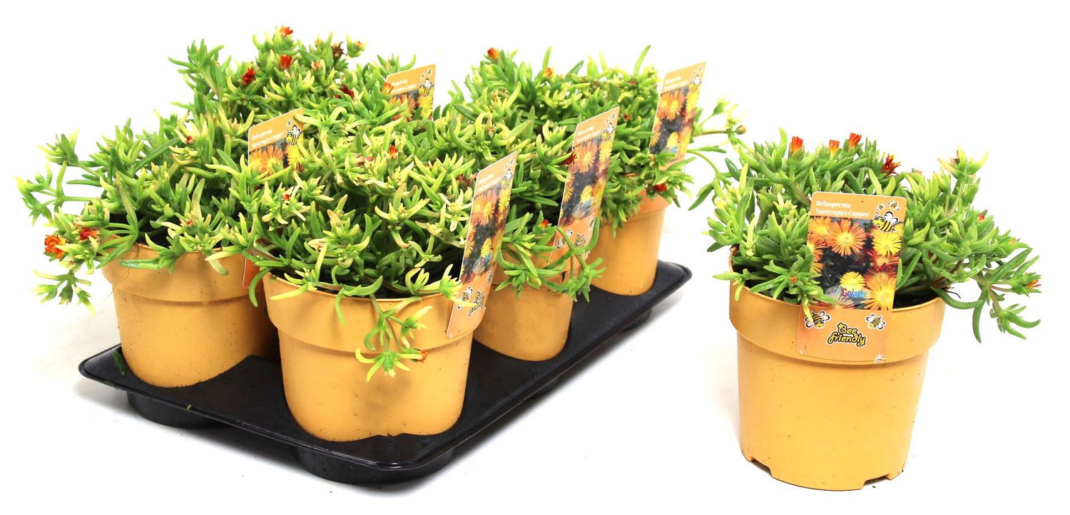 Delosperma 'Solstice Yellow' — Рослини оптом FlorAccess