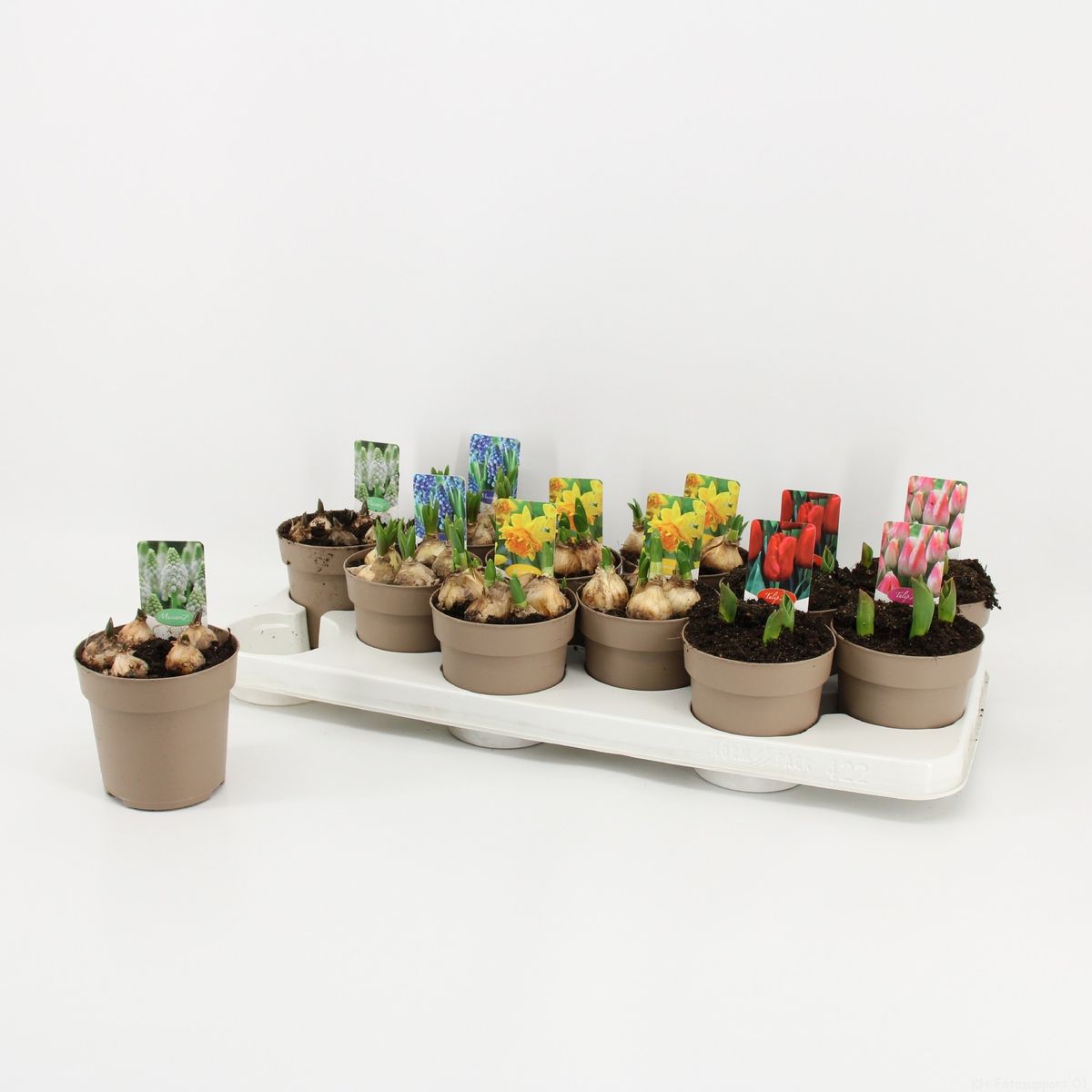Bulbs MIX — Plant Wholesale FlorAccess