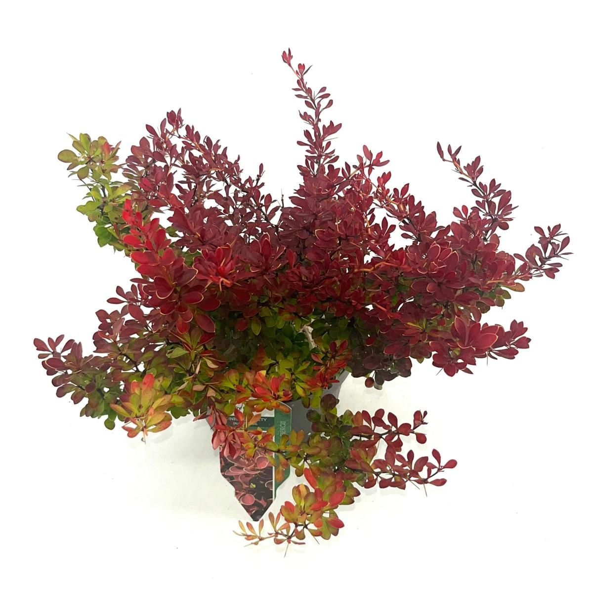 Berberis thunbergii 'Ruby Star' — Plant Wholesale FlorAccess